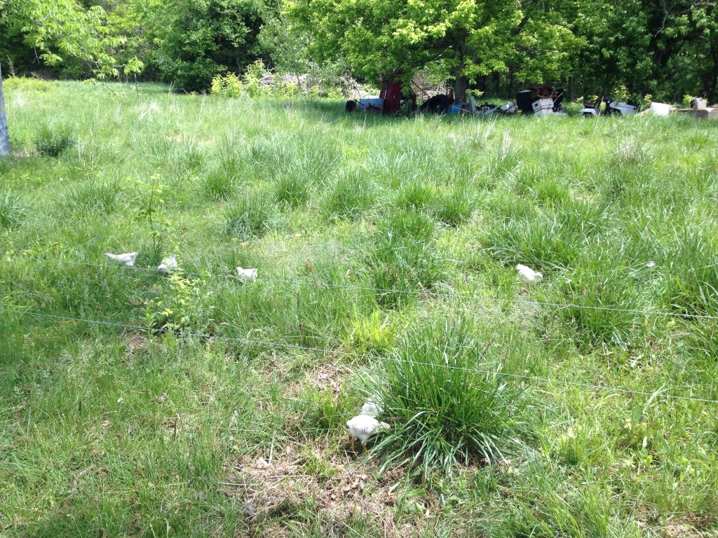 Welcome to Stuart Farm!