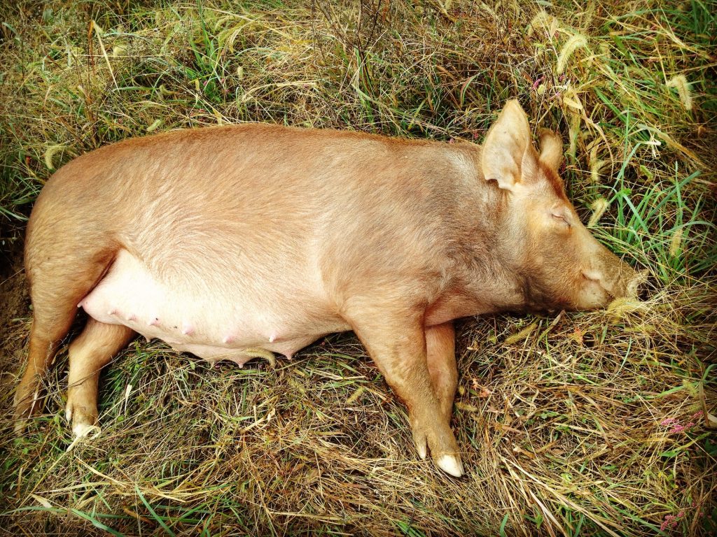 From Breeding to Butcher…Part 2 Piglets!