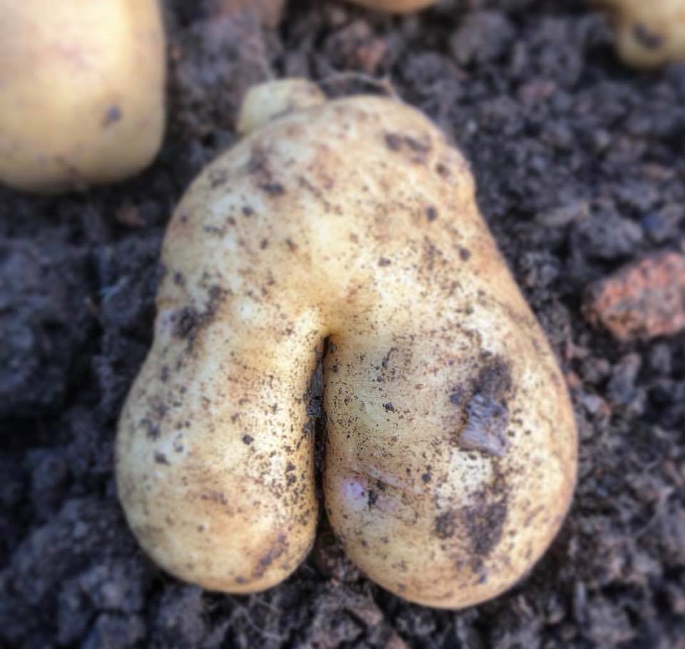 Imperfect Produce: Why You Should Love Ugly Food