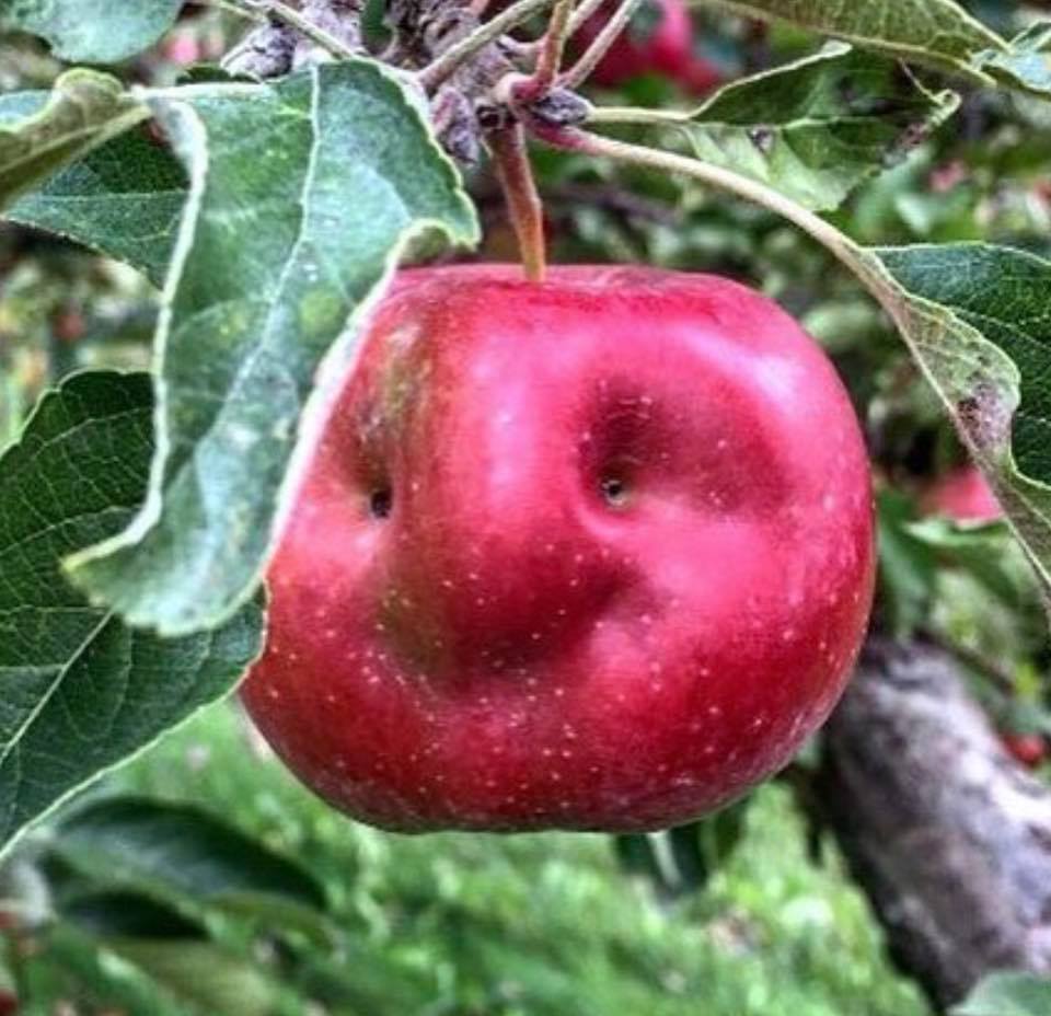 Imperfect Produce: Why You Should Love Ugly Food